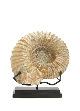 OBJET DE CURIOSITE Ammonite Deniz Kabuğu Formlu Taş Obje Siyah OBJET DE CURIOSITE Ammonite Deniz Kabuğu Formlu Taş Obje Siyah