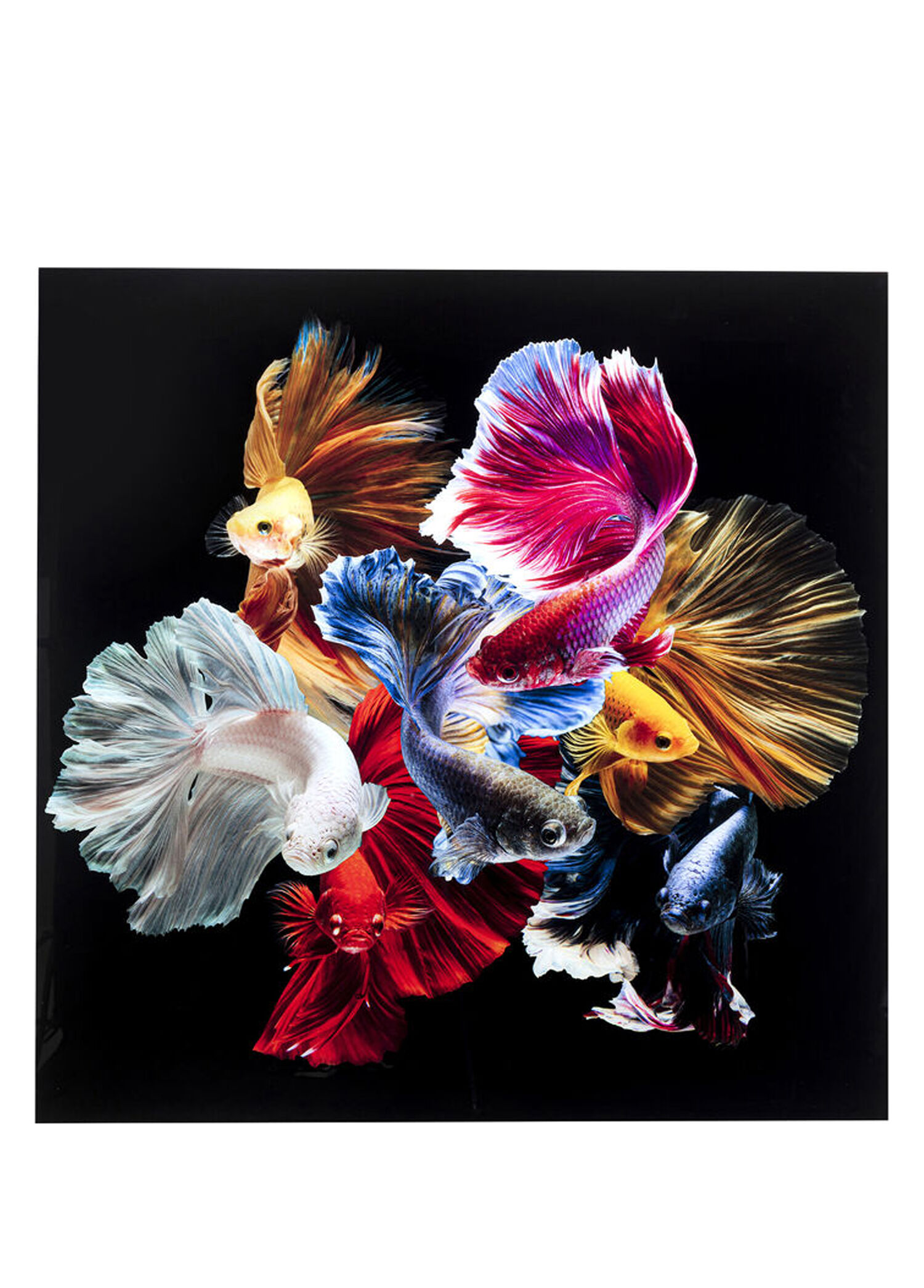 Kare Design - Colorful Swarm Fish Tablo 120x120cm - Çok Renkli