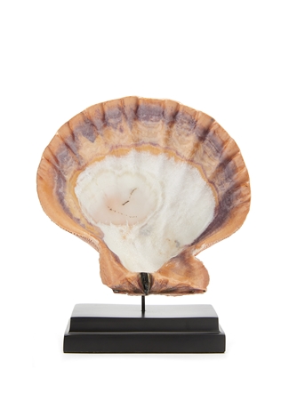 OBJET DE CURIOSITE Pecten Deniz Kabuğu Formlu Obje Siyah OBJET DE CURIOSITE Pecten Deniz Kabuğu Formlu Obje Siyah