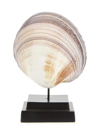 OBJET DE CURIOSITE Heart Shell Deniz Kabuğu Formlu Obje Siyah OBJET DE CURIOSITE Heart Shell Deniz Kabuğu Formlu Obje Siyah